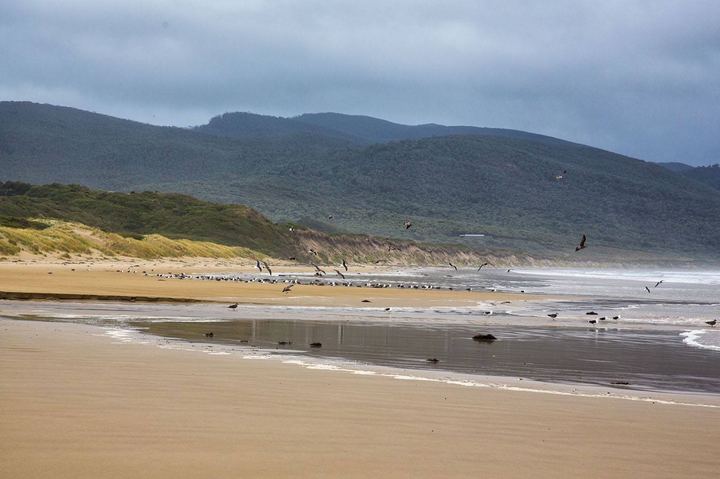 6 Must-Have Experiences on Bruny Island, Tasmania | Earth Trekkers