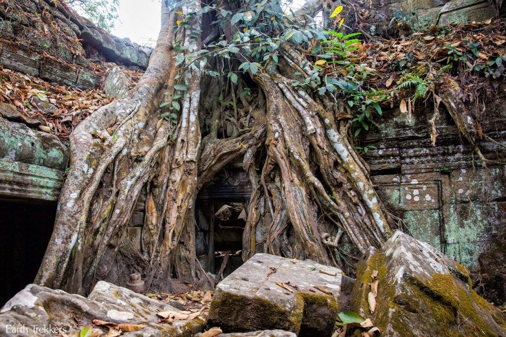Exploring Ta Prohm, Cambodia: A Photojourney – Earth Trekkers