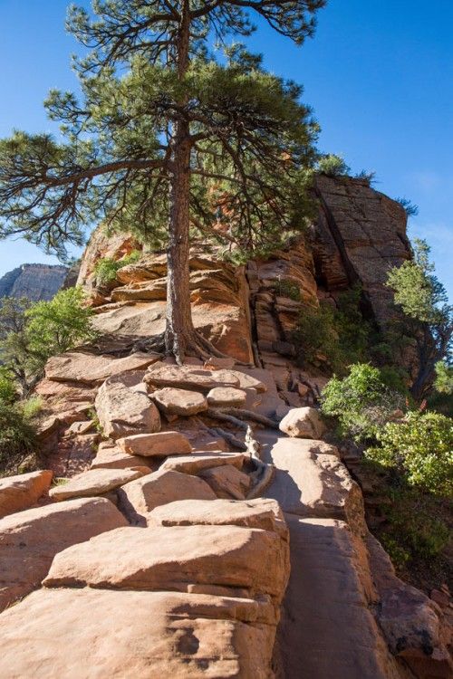 Angels Landing Survival Guide: Things to Know Before You Go – Earth ...