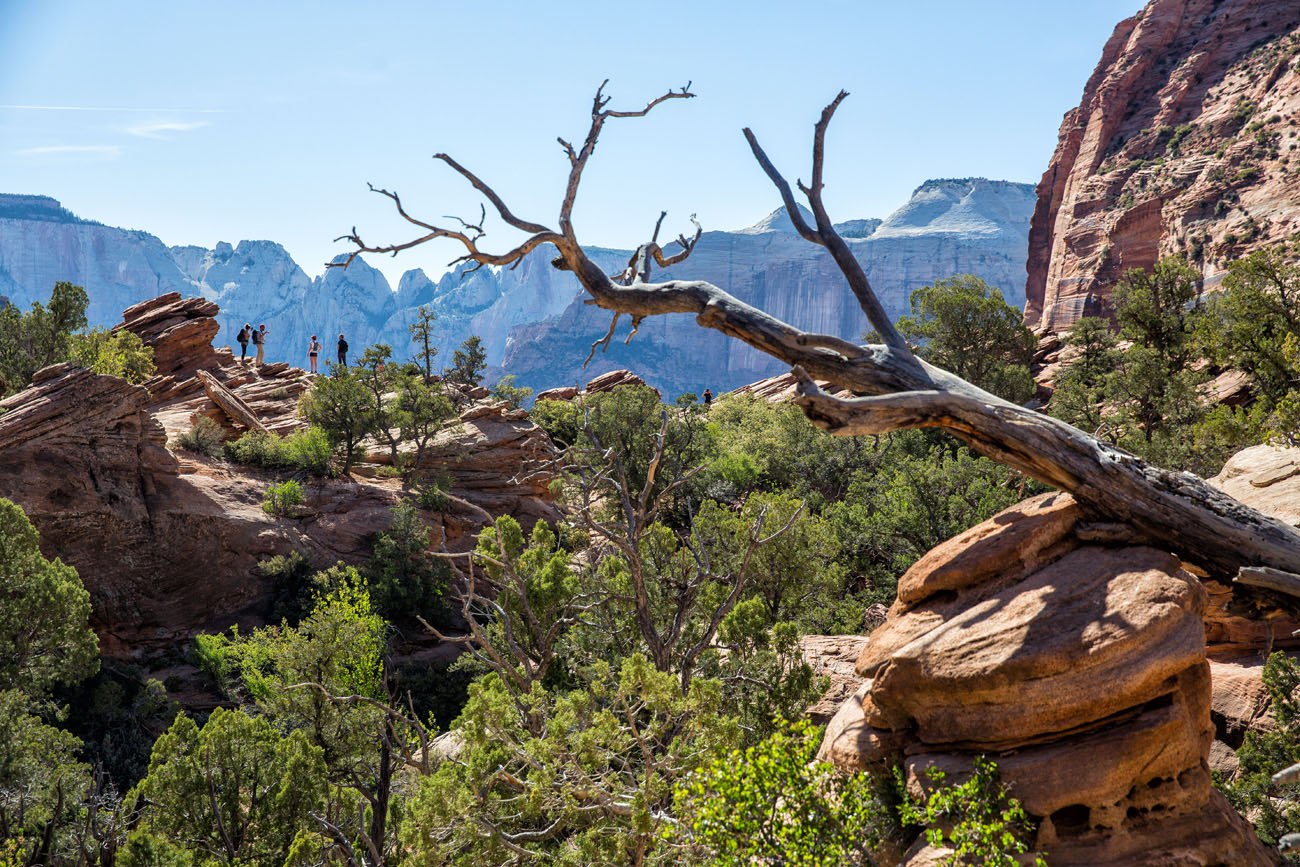 The Canyon Overlook Trail, One of Zion’s Essential Hikes | Earth Trekkers