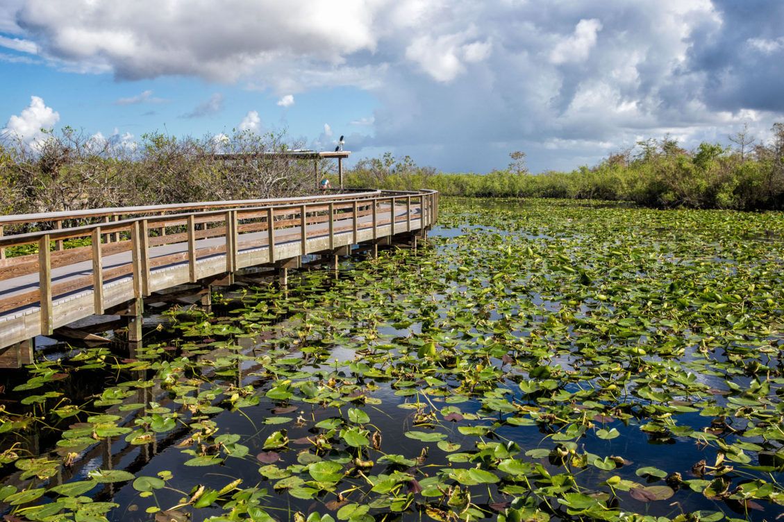One Perfect Day in Everglades National Park | Earth Trekkers