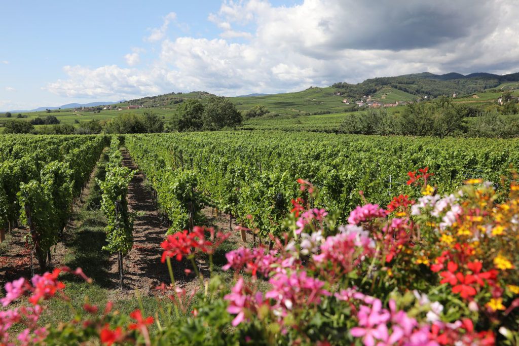 3 Days on the Alsace Wine Route Itinerary – Earth Trekkers