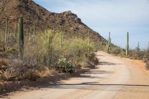 8 Amazing Things to do in Saguaro National Park | Earth Trekkers