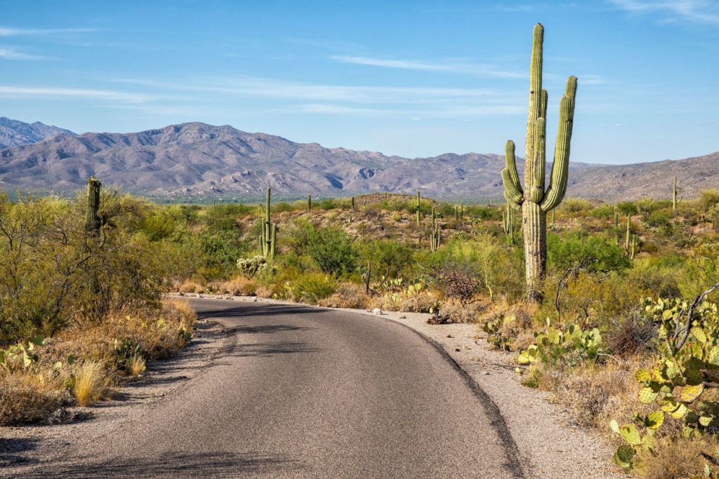 8 Amazing Things To Do In Saguaro National Park Earth Trekkers