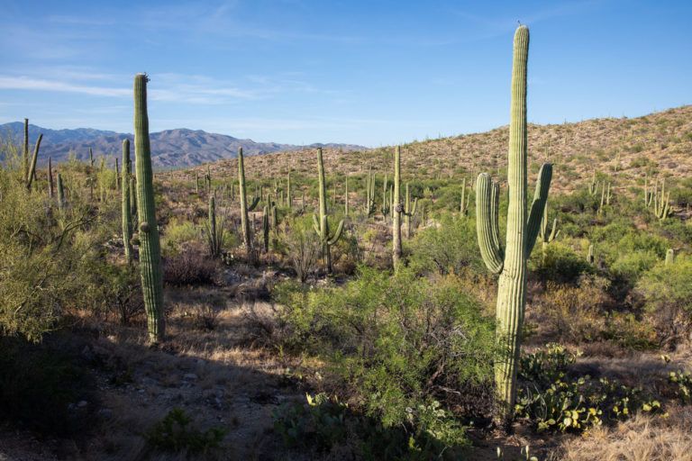 8 Amazing Things To Do In Saguaro National Park United States Earth