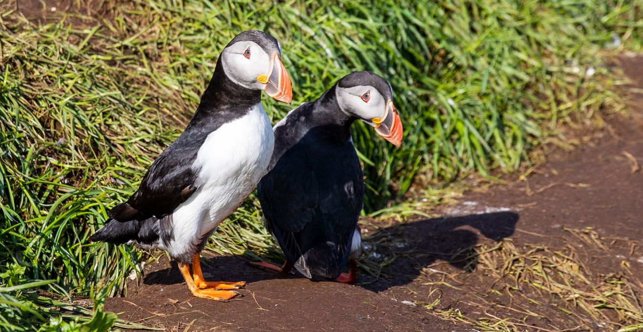 How to See the Puffins at Borgarfjörður Eystri, Iceland – Earth Trekkers