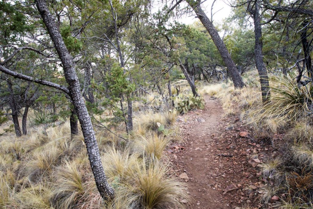 How to Hike the South Rim Trail in Big Bend National Park – Earth Trekkers