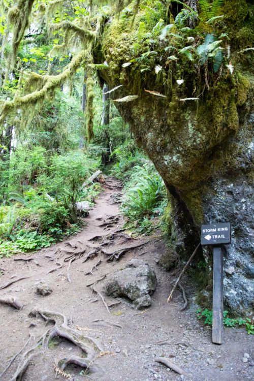 Hiking Mount Storm King in Olympic National Park – Earth Trekkers