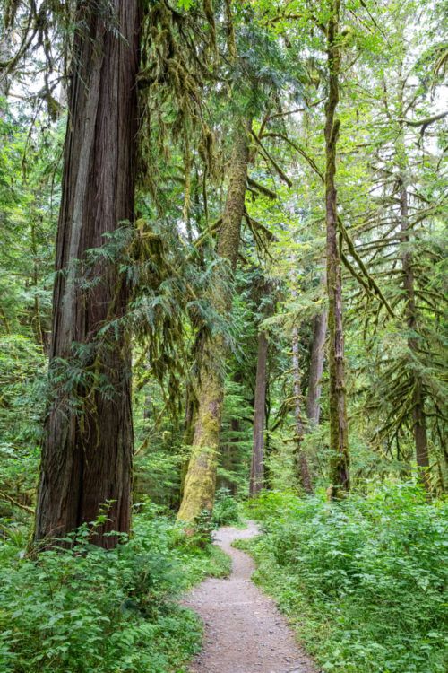 How to Hike the Staircase Rapids Loop in Olympic National Park – Earth ...