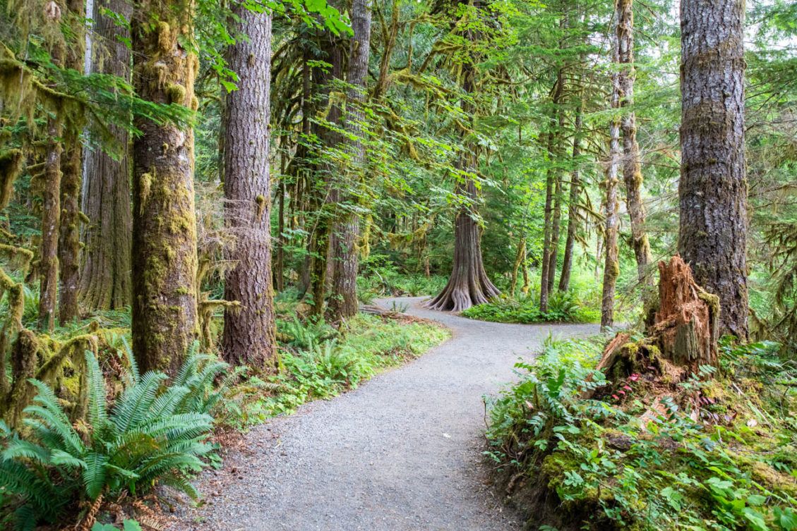How to Hike the Staircase Rapids Loop in Olympic National Park – Earth ...