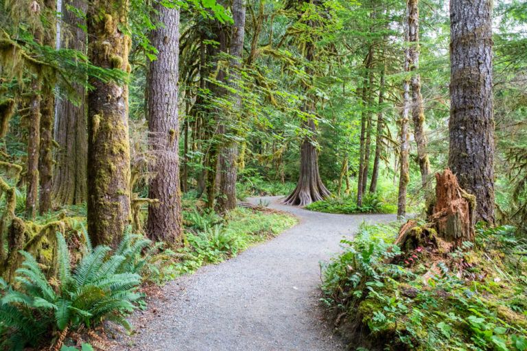 How to Hike the Staircase Rapids Loop in Olympic National Park – Earth ...