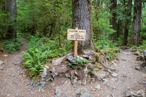 How to Hike the Staircase Rapids Loop in Olympic National Park – Earth ...