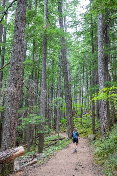 How to Hike the Silver Falls Loop Trail, Mount Rainier National Park ...