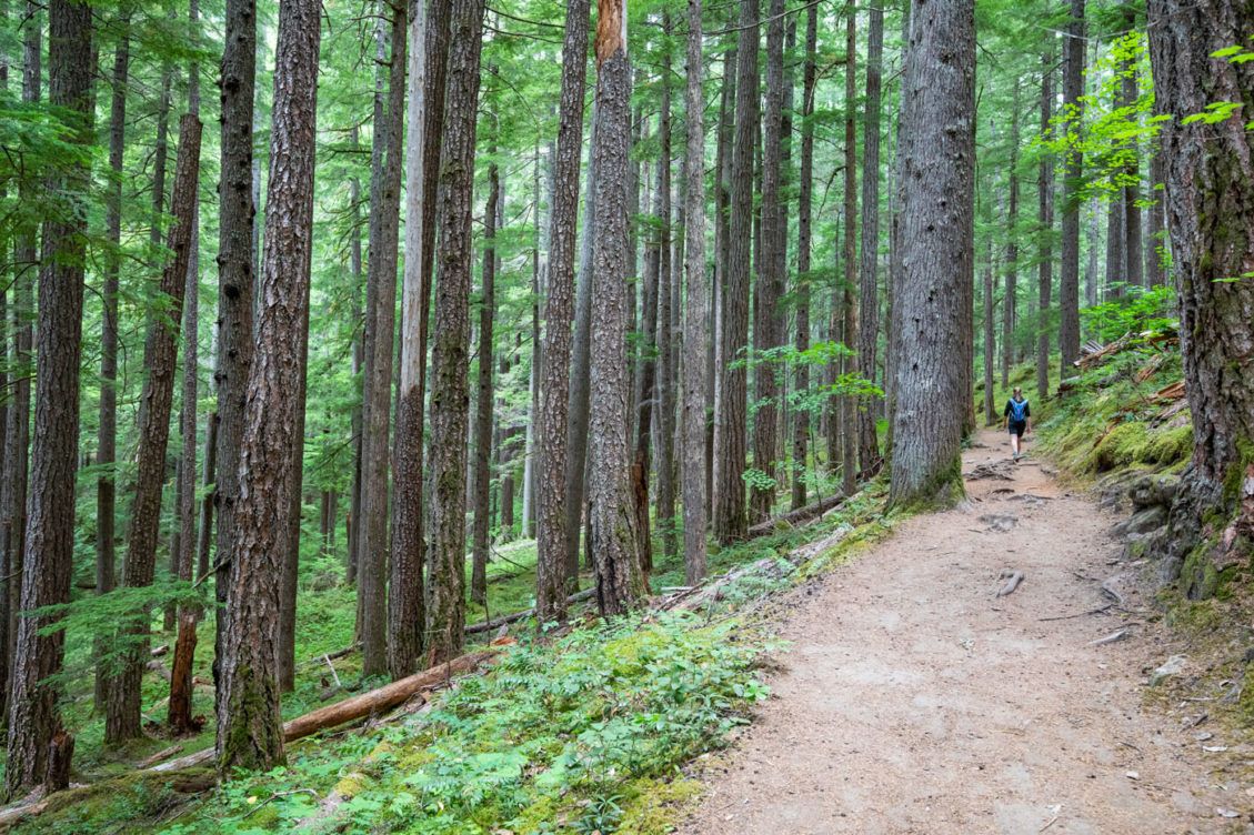 How to Hike the Silver Falls Loop Trail, Mount Rainier National Park ...