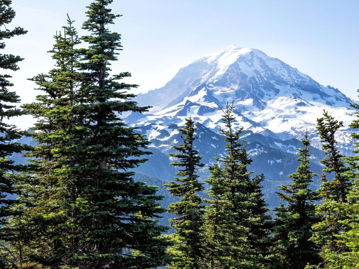 Mount Rainier Trees