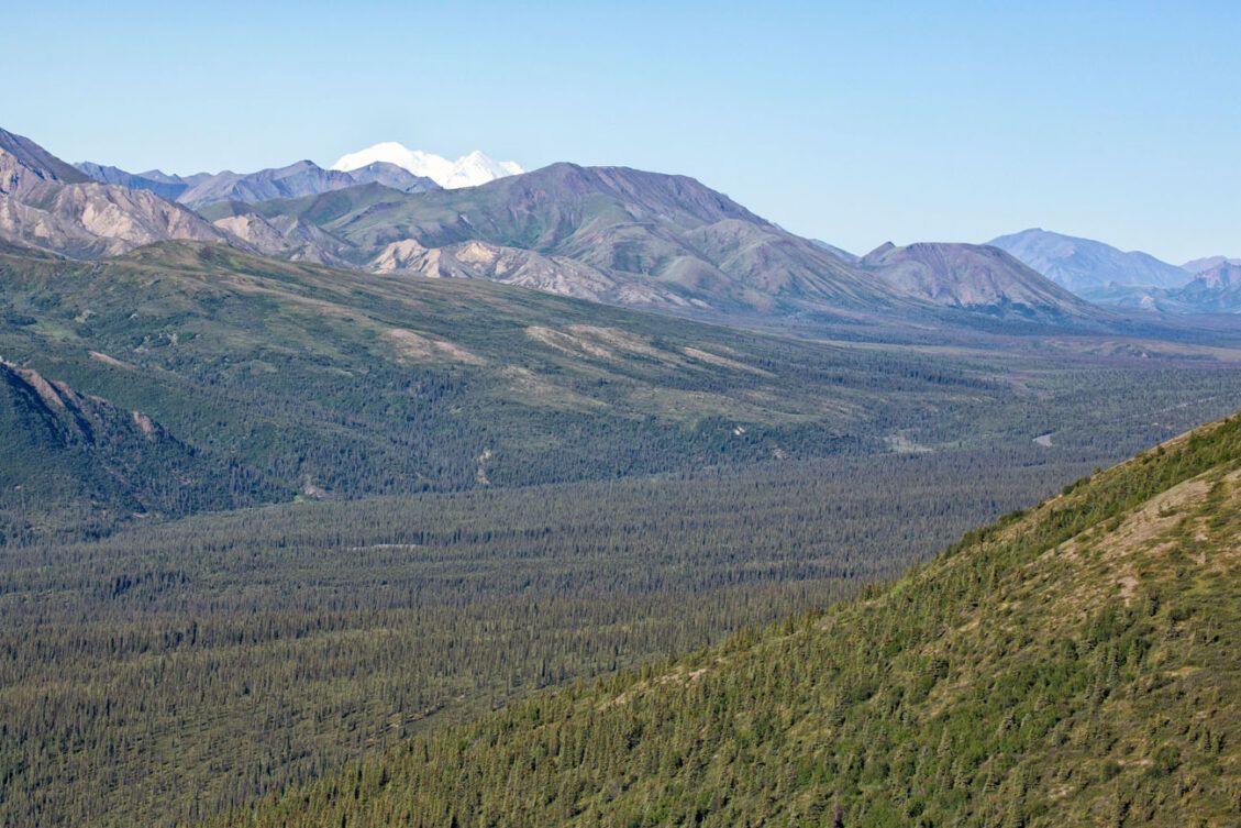 How to Hike the Mount Healy Overlook Trail | Denali National Park ...