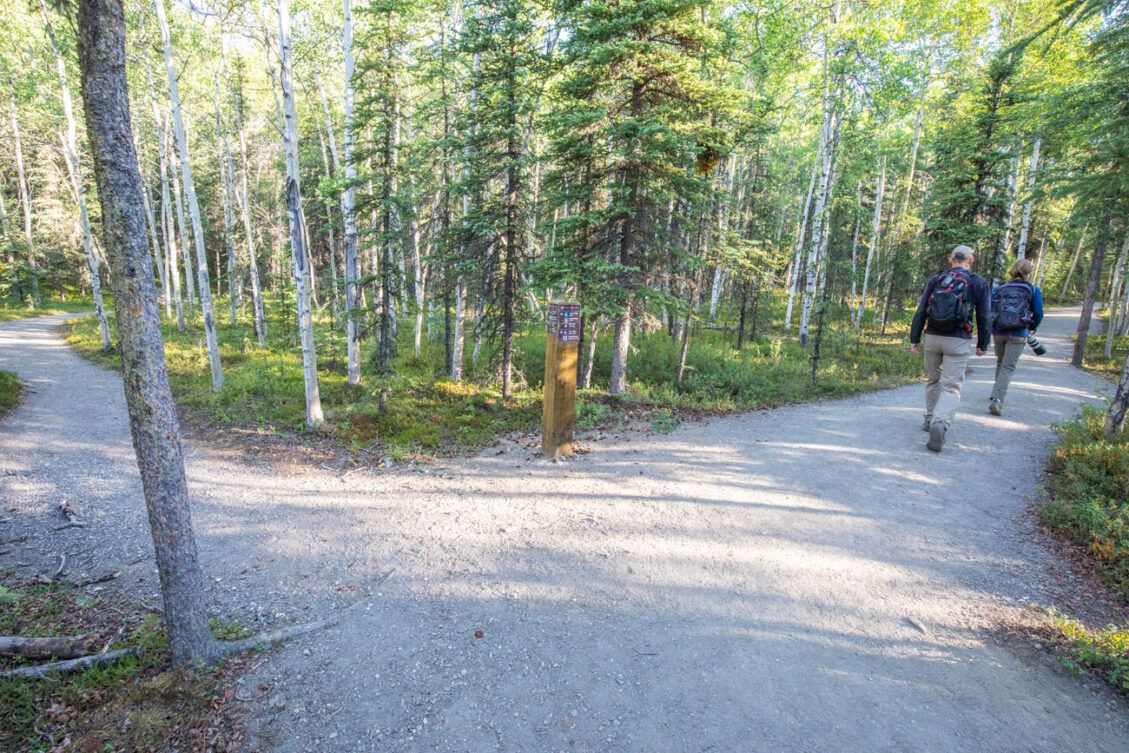 How to Hike the Mount Healy Overlook Trail | Denali National Park ...
