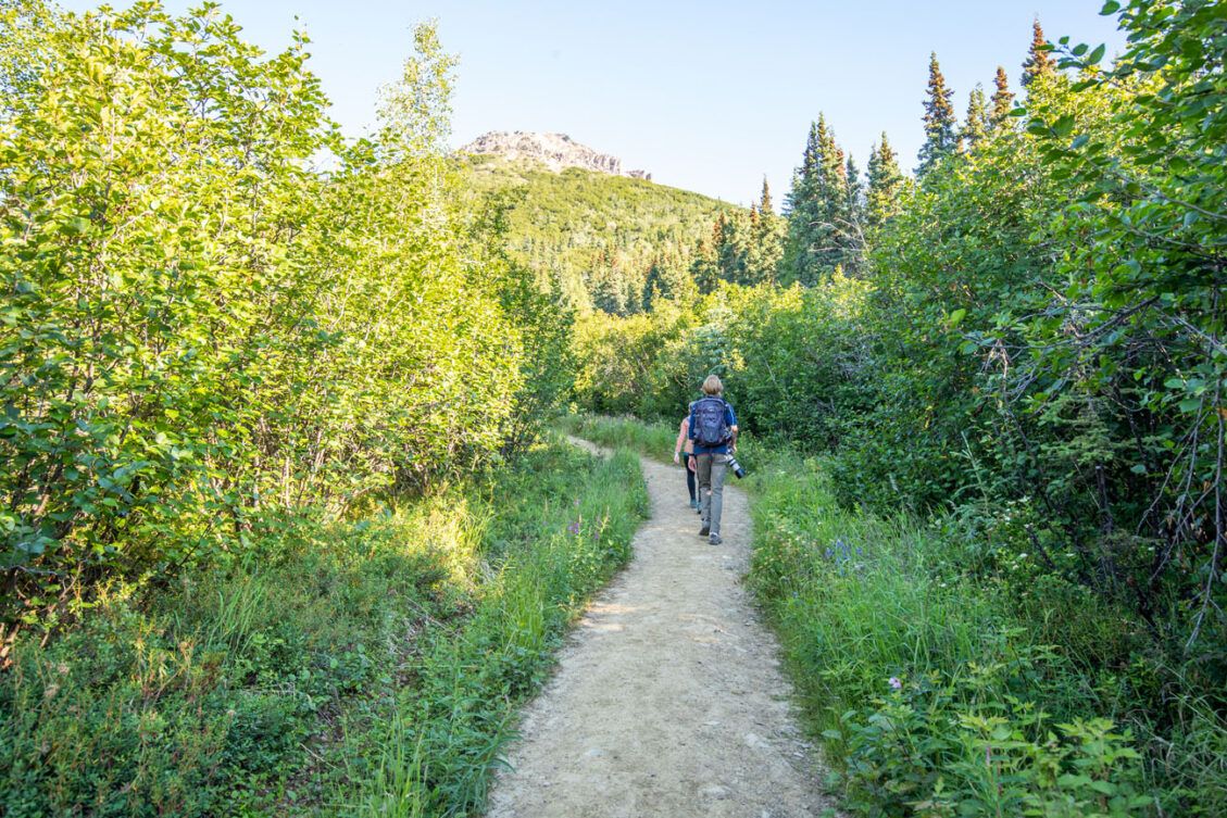 How to Hike the Mount Healy Overlook Trail | Denali National Park ...