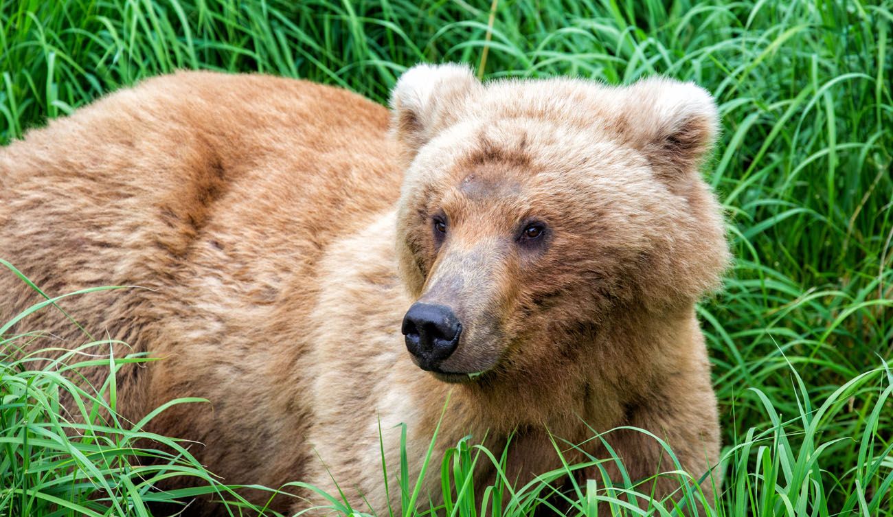 Complete Guide to Brooks Falls Trail & Viewing Platforms | Katmai ...