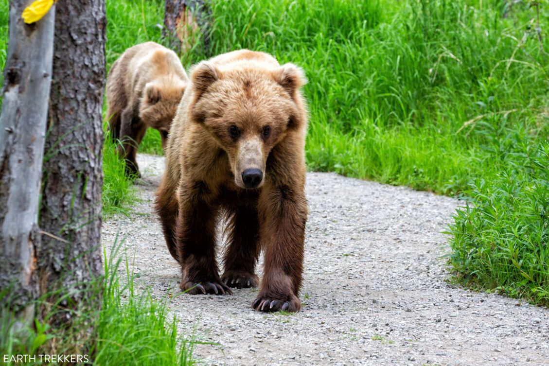 Complete Guide to Brooks Falls Trail & Viewing Platforms | Katmai ...