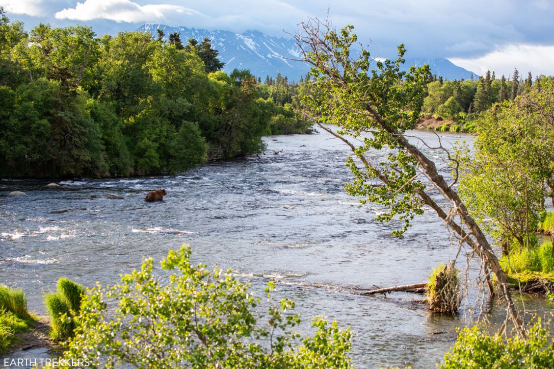 Complete Guide to Brooks Falls Trail & Viewing Platforms | Katmai ...