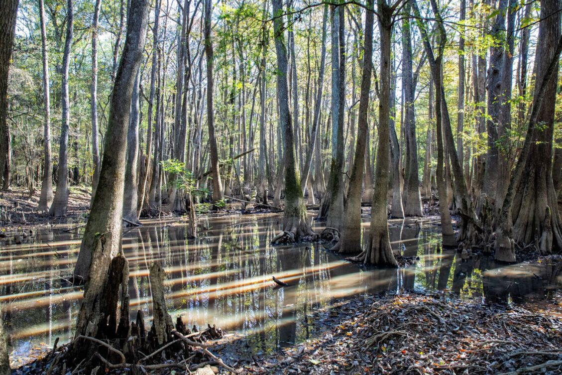 Top 10 Things to Do in Congaree National Park – Earth Trekkers