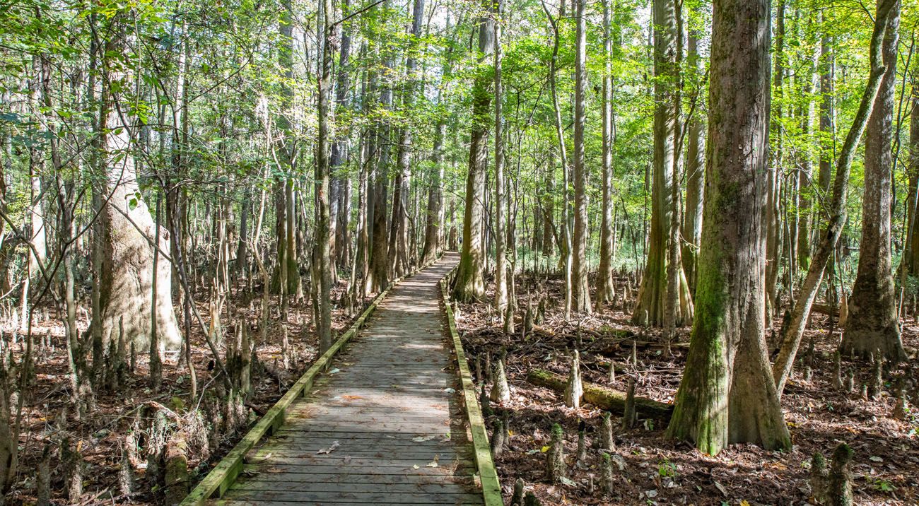 One Perfect Day in Congaree National Park – Earth Trekkers