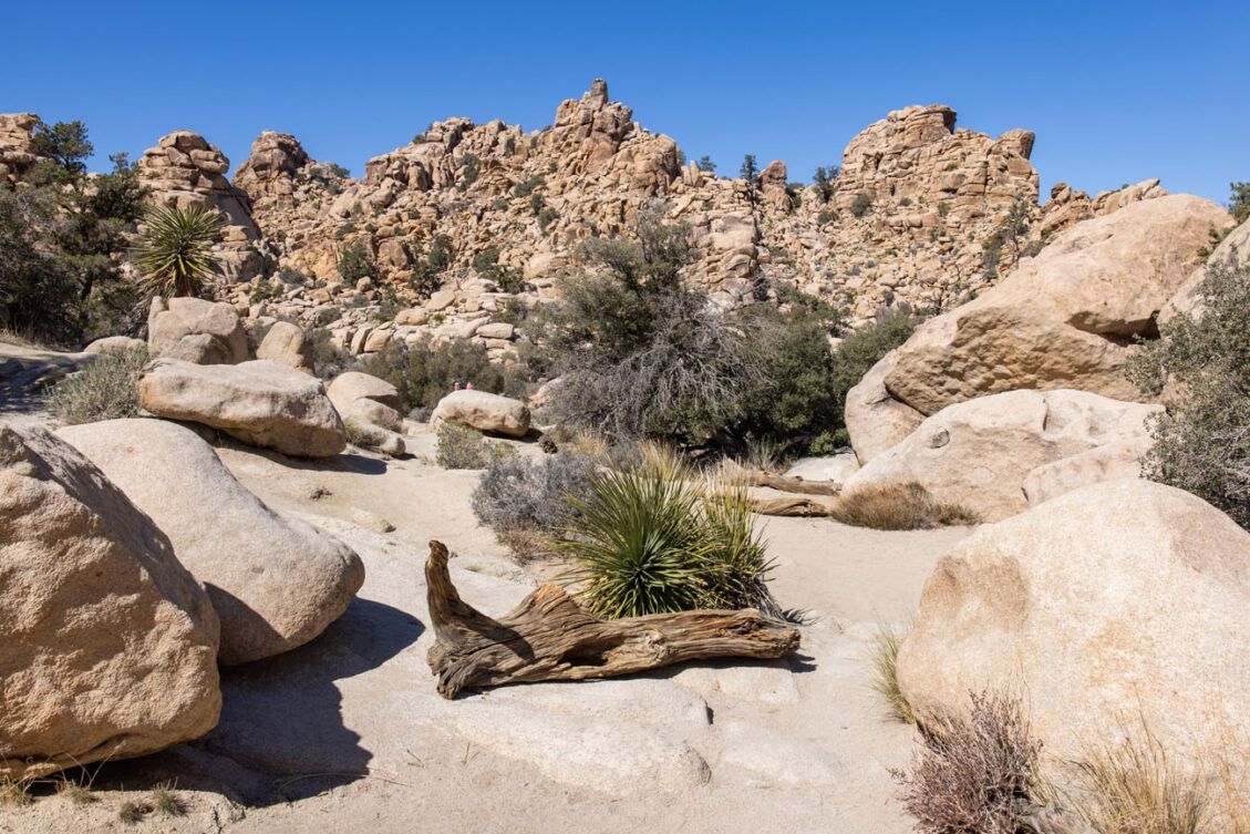 14 Epic Hikes in Joshua Tree National Park (+ Maps & Photos) – Earth ...