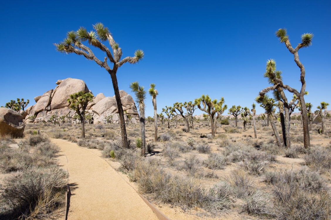 14 Epic Hikes in Joshua Tree National Park (+ Maps & Photos) – Earth ...