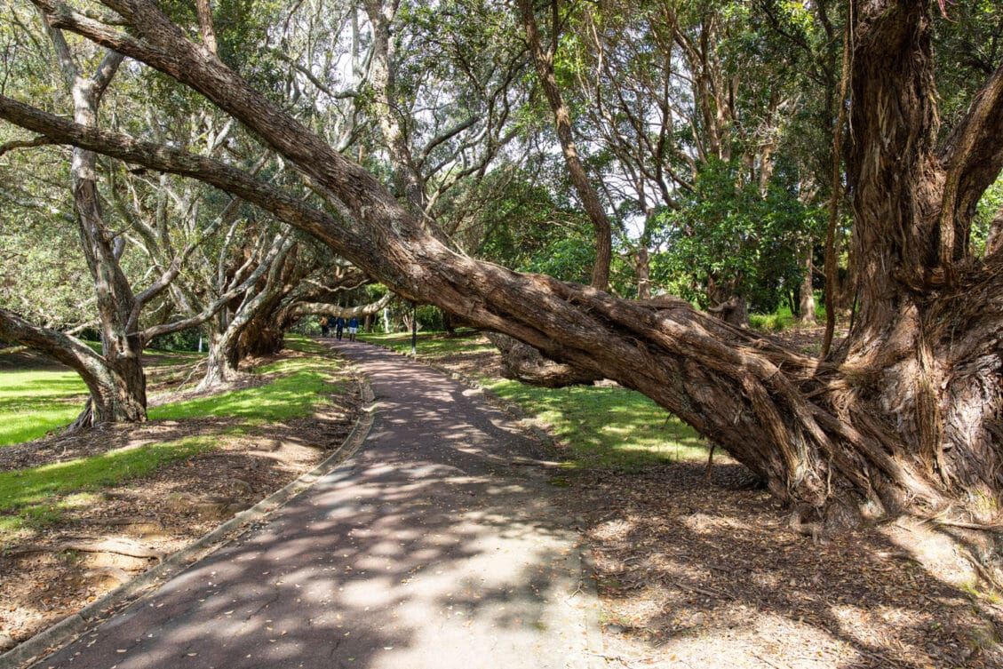 Auckland Itinerary: Best Way to Spend 1, 2 & 3 Days in Auckland – Earth ...