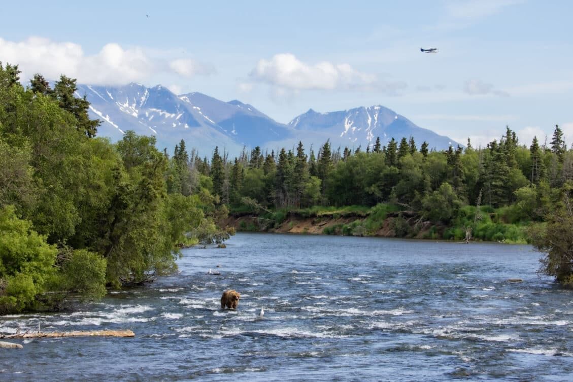 Complete Guide to Brooks Falls Trail & Viewing Platforms | Katmai ...