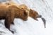 Katmai National Park Travel Guide – Earth Trekkers