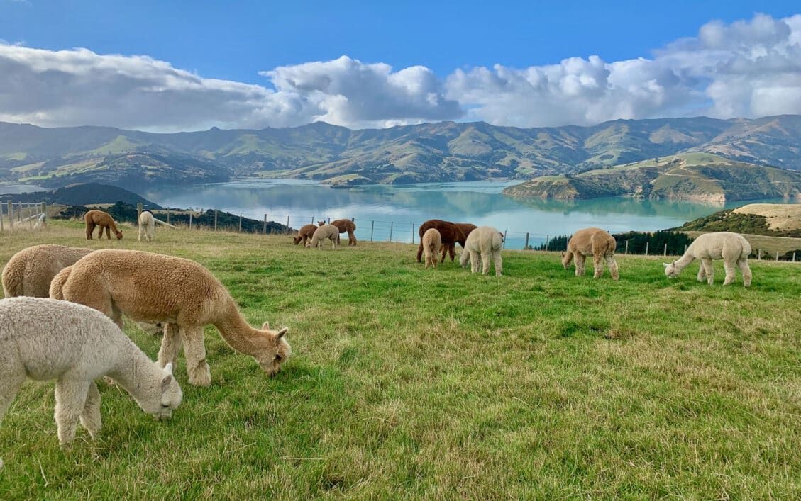 Best Things to Do in Akaroa & Banks Peninsula, New Zealand – Earth Trekkers