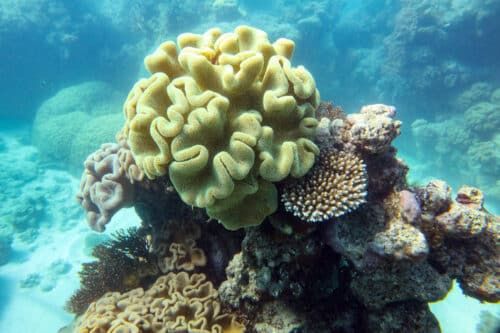 Liveaboard Tours of the Great Barrier Reef: The Best Way to Experience ...